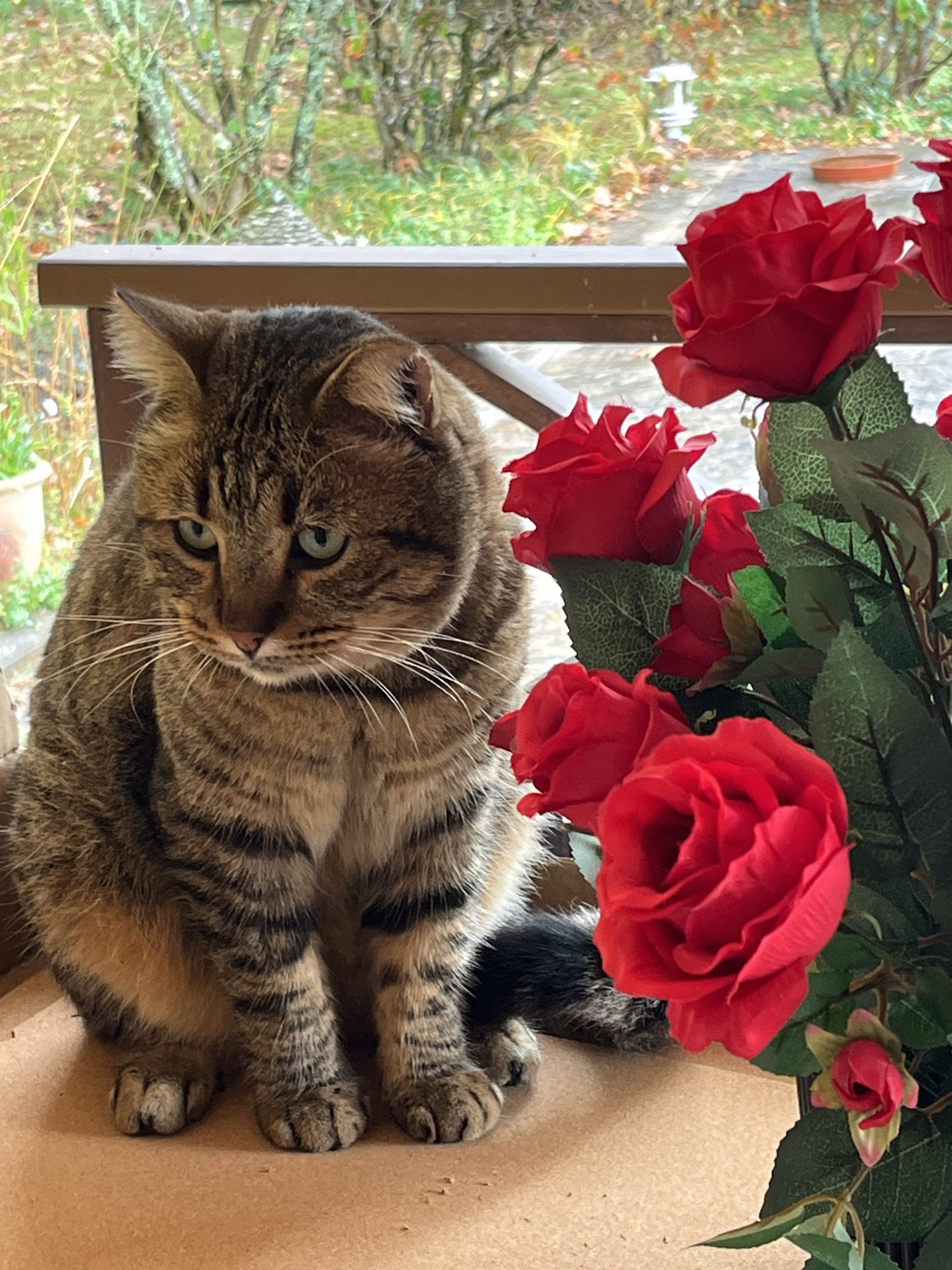 PISTOU – Annonce 2103